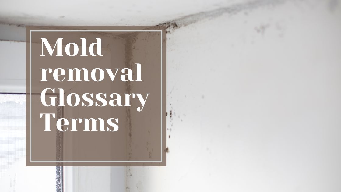 Mold Removal Glossary: Understanding Mold Remediation Terms